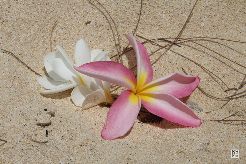 Be sure to wear some flowers in your hair! - Null & Full